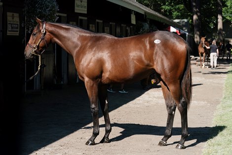 Partners Rocket Ship, Gandharvi Nab Constitution Filly - BloodHorse