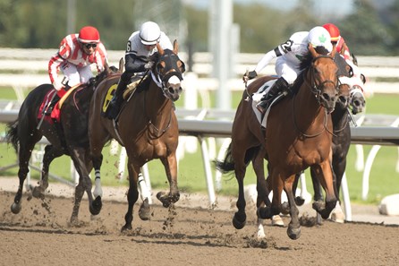 Rapid Test - Horse Profile - BloodHorse