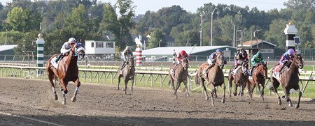 Il Miracolo - Horse Profile - BloodHorse