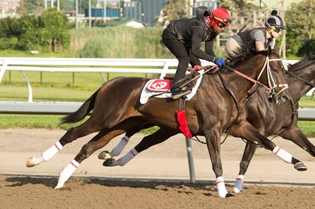 Velocitor - Horse Profile - BloodHorse