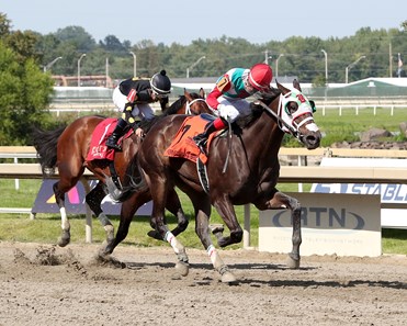 Gordian Knot - Horse Profile - BloodHorse