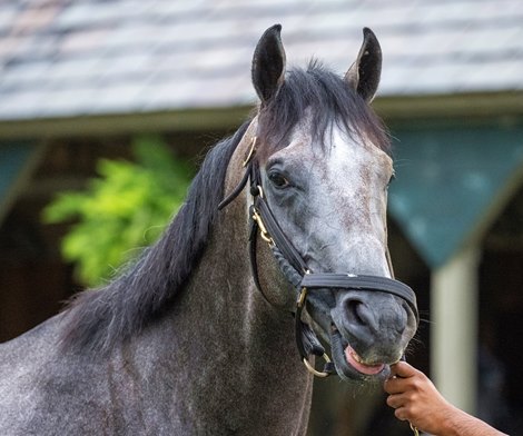Arcangelo is Getting a Hefty Following - BloodHorse