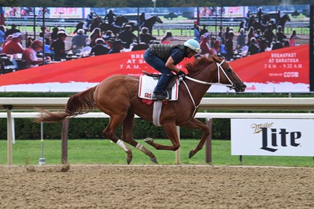 Mage - Horse Profile - BloodHorse