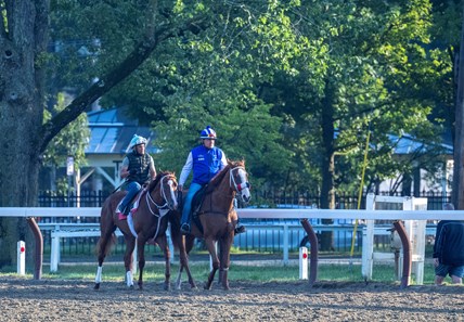 Mage - Horse Profile - BloodHorse