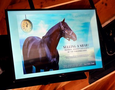 Not This Time - Horse Profile - BloodHorse