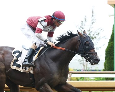 Stage Raider - Horse Profile - BloodHorse