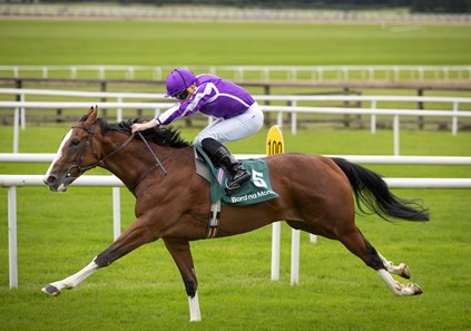 Diego Velazquez (IRE) - Horse Profile - BloodHorse