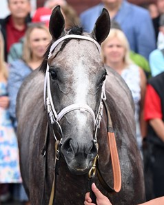 Seize the Grey - Horse Profile - BloodHorse