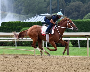 Mage - Horse Profile - BloodHorse