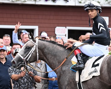 Seize the Grey - Horse Profile - BloodHorse