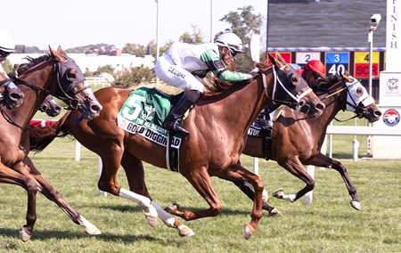 Gold Digging Broad - Horse Profile - BloodHorse