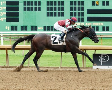 Stage Raider - Horse Profile - BloodHorse