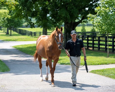 Curlin's 2024 Fee Rises to $250,000 - BloodHorse