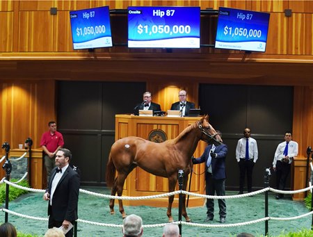 Heider Family Stables Buys Curlin Filly for $1.05M - BloodHorse