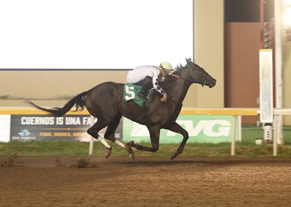 Dark Afternoon - Horse Profile - BloodHorse