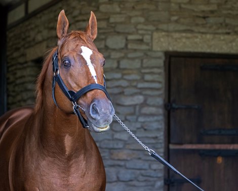 Curlin is Leading Sire of Breeders' Cup Winners - BloodHorse