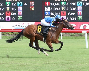 Determined Driver - Horse Profile - BloodHorse