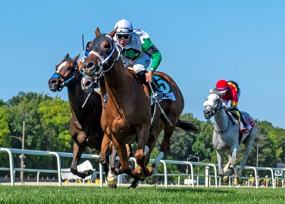 Gold Digging Broad - Horse Profile - BloodHorse