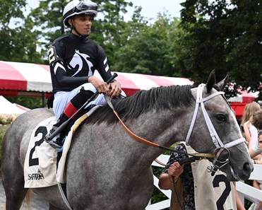 Seize the Grey - Horse Profile - BloodHorse