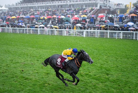 Sumo Sam (GB) - Horse Profile - BloodHorse