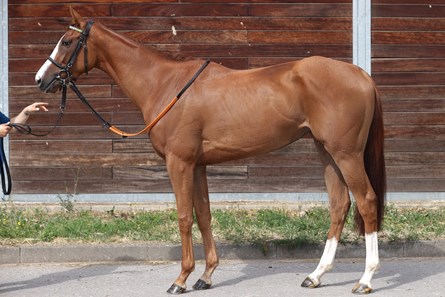 Muskoka (GER) - Horse Profile - BloodHorse