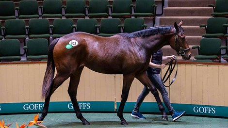 Sioux Nation Filly Turns Heads at Goffs Orby Book 2 - BloodHorse
