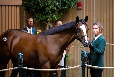 Best's First September Buy Is a $1.3M Constitution Colt - BloodHorse