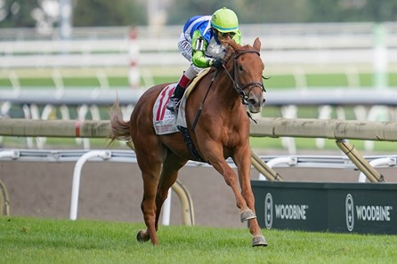 She Feels Pretty - Horse Profile - BloodHorse