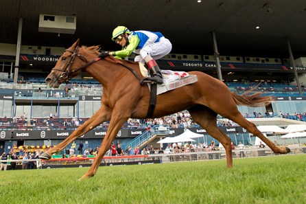 She Feels Pretty - Horse Profile - BloodHorse