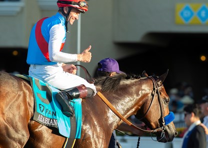 Arabian Knight - Horse Profile - BloodHorse