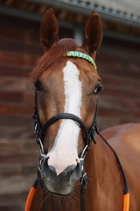 Muskoka (GER) - Horse Profile - BloodHorse