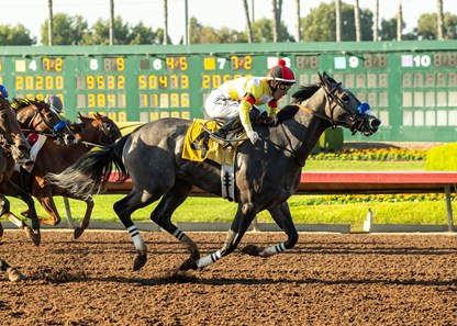 Yuki (CHI) - Horse Profile - BloodHorse