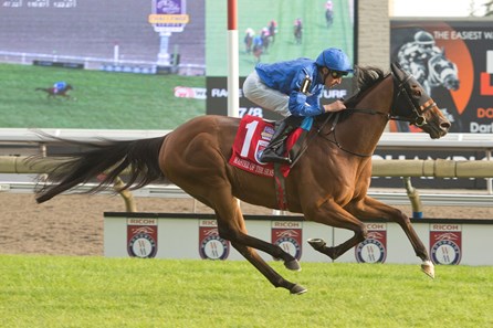 Master of The Seas (IRE) - Horse Profile - BloodHorse