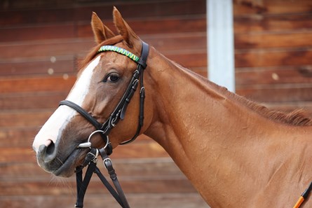 Muskoka (GER) - Horse Profile - BloodHorse