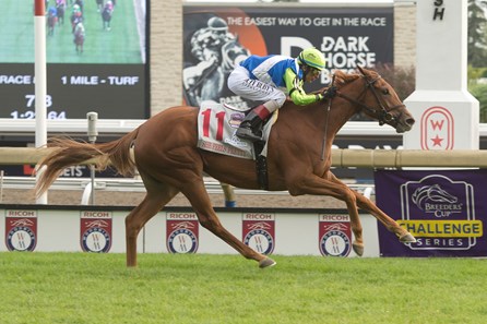 She Feels Pretty - Horse Profile - BloodHorse