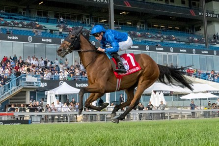 Master of The Seas (IRE) - Horse Profile - BloodHorse