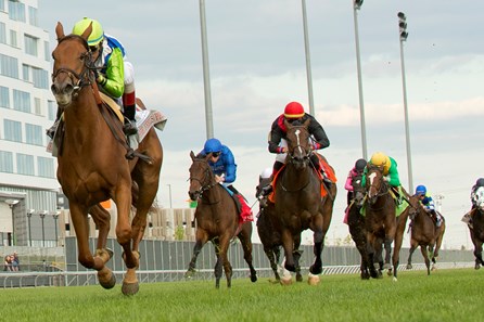 She Feels Pretty - Horse Profile - BloodHorse