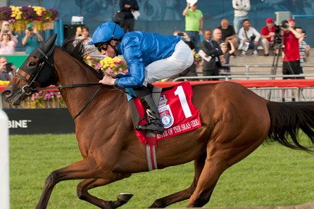 Master of The Seas (IRE) - Horse Profile - BloodHorse