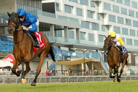 Master of The Seas (IRE) - Horse Profile - BloodHorse