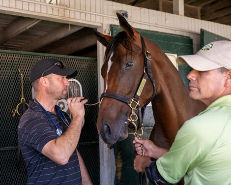 Lab-Grown Horse Gut Next Step in Equine Medical Tech - BloodHorse