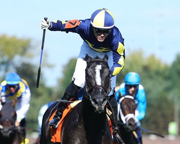 More Than Looks - Horse Profile - BloodHorse