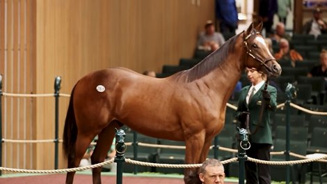 Finley Secures Book 1 Topping $3M Into Mischief Colt - Video - - BloodHorse