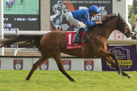 Master of The Seas (IRE) - Horse Profile - BloodHorse