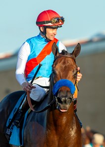 Arabian Knight - Horse Profile - BloodHorse