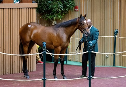 Quality Road - Horse Profile - BloodHorse