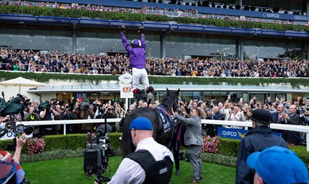 King of Steel - Horse Profile - BloodHorse