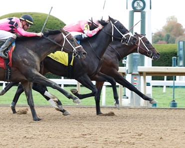 Spoiler - Horse Profile - BloodHorse