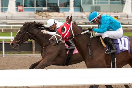 Millie Girl - Horse Profile - BloodHorse