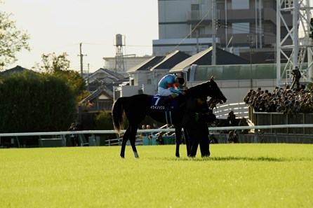 Equinox (JPN) - Horse Profile - BloodHorse