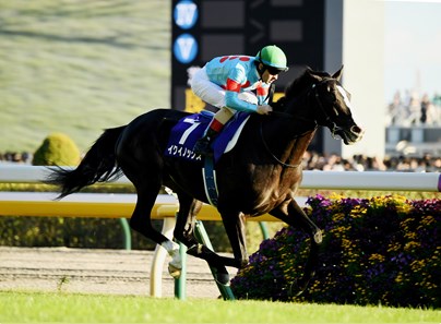 Equinox (JPN) - Horse Profile - BloodHorse
